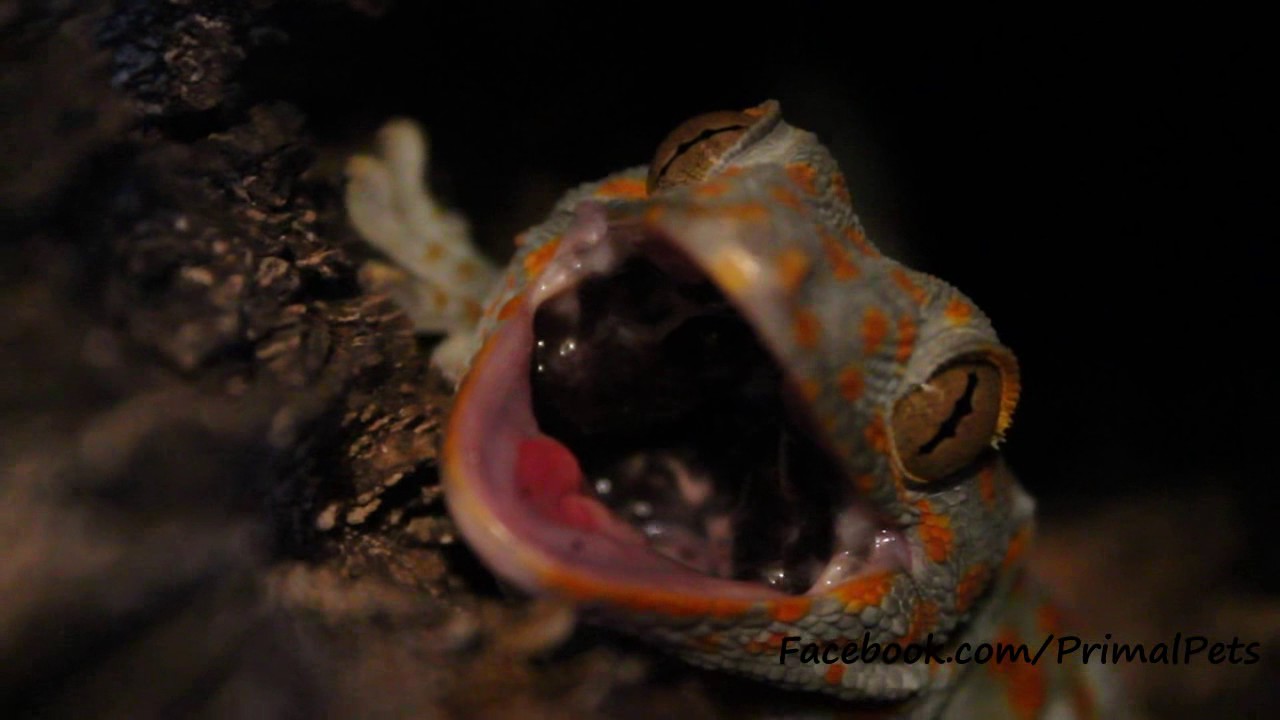 Up close with a Tokay Gecko - YouTube