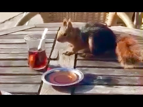 Sahilde Çay İçip Martılara Gider Yapan Sincap