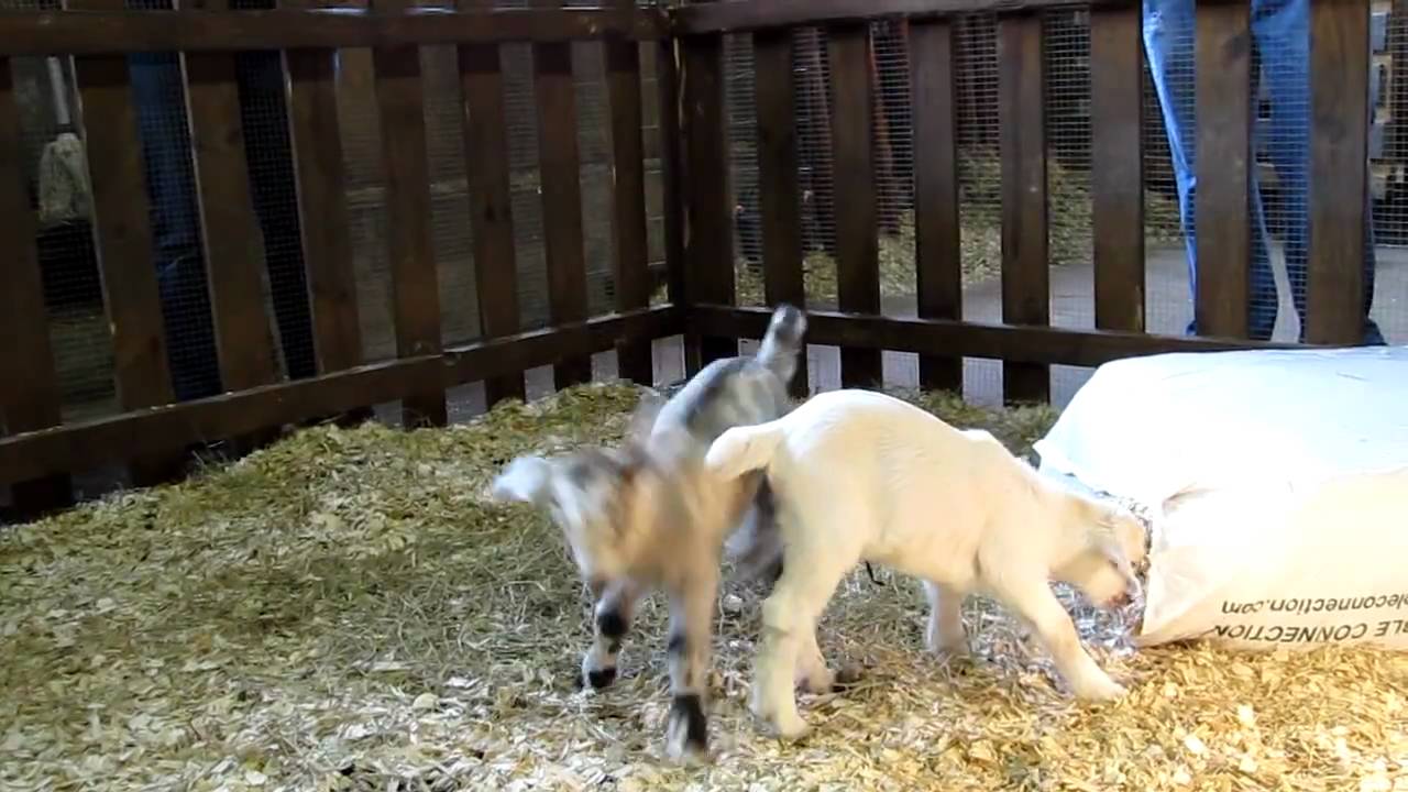 Cute jumping kids (baby goats) - YouTube