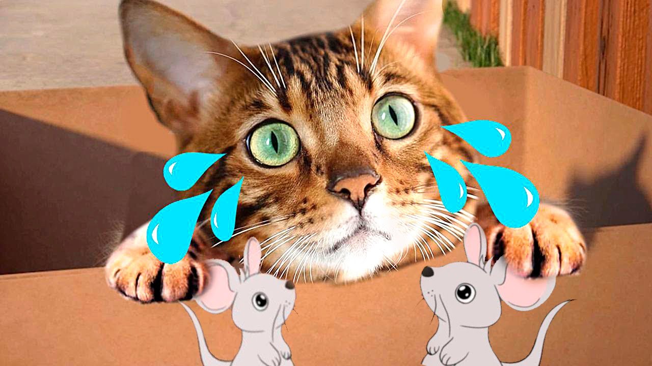 My Little Cat Simulator : Kitties Family NEW Adventure Games iOS - Play ...