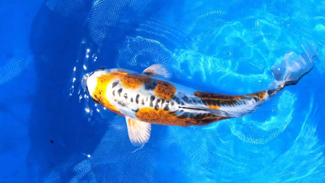 Koi | Kin Kikokuryu - YouTube