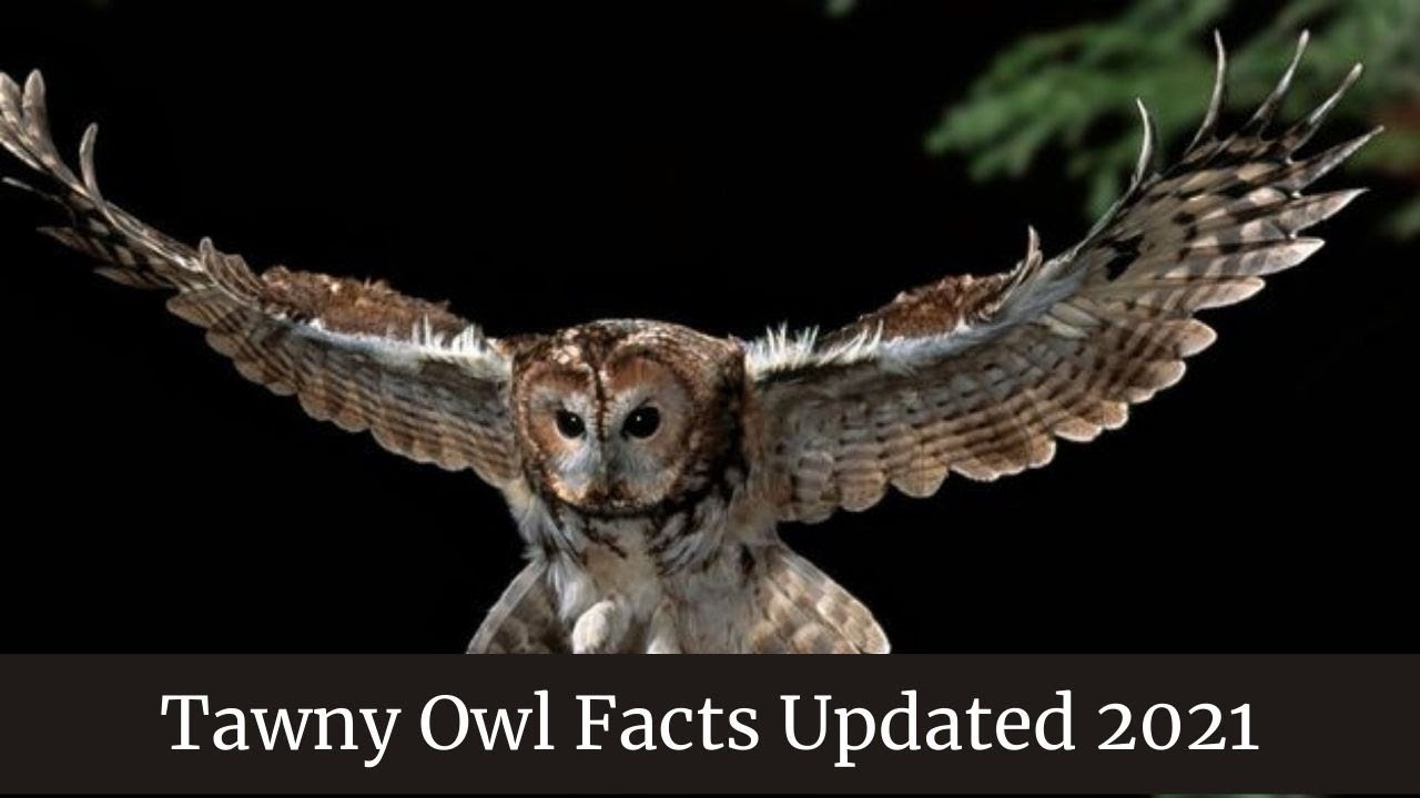 Tawny Owl Facts || Tawny Owl Scientific Name || Tawny Owl Predators and ...