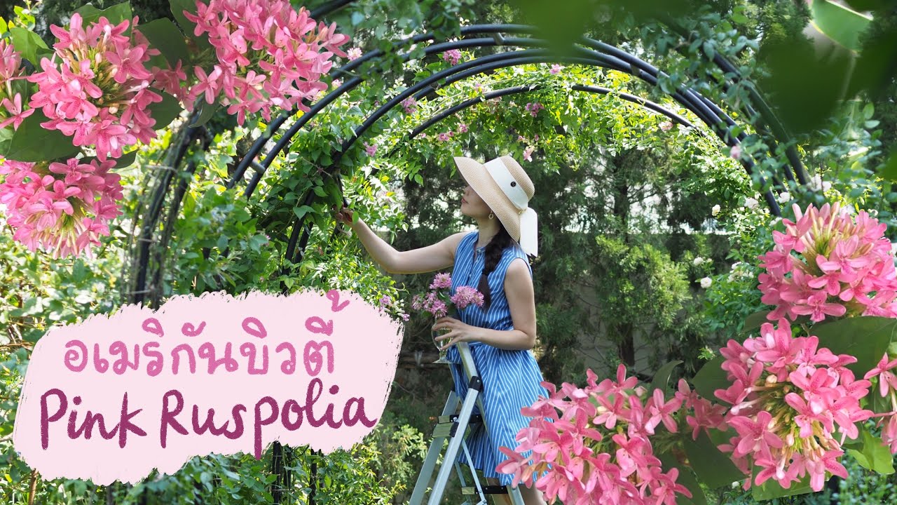 EP.56 Pink Ruspolia อเมริกันบิวตี้ หรือ ชมพูบิวตี้ ดอกไม้สีชมพู ออกดอก ...