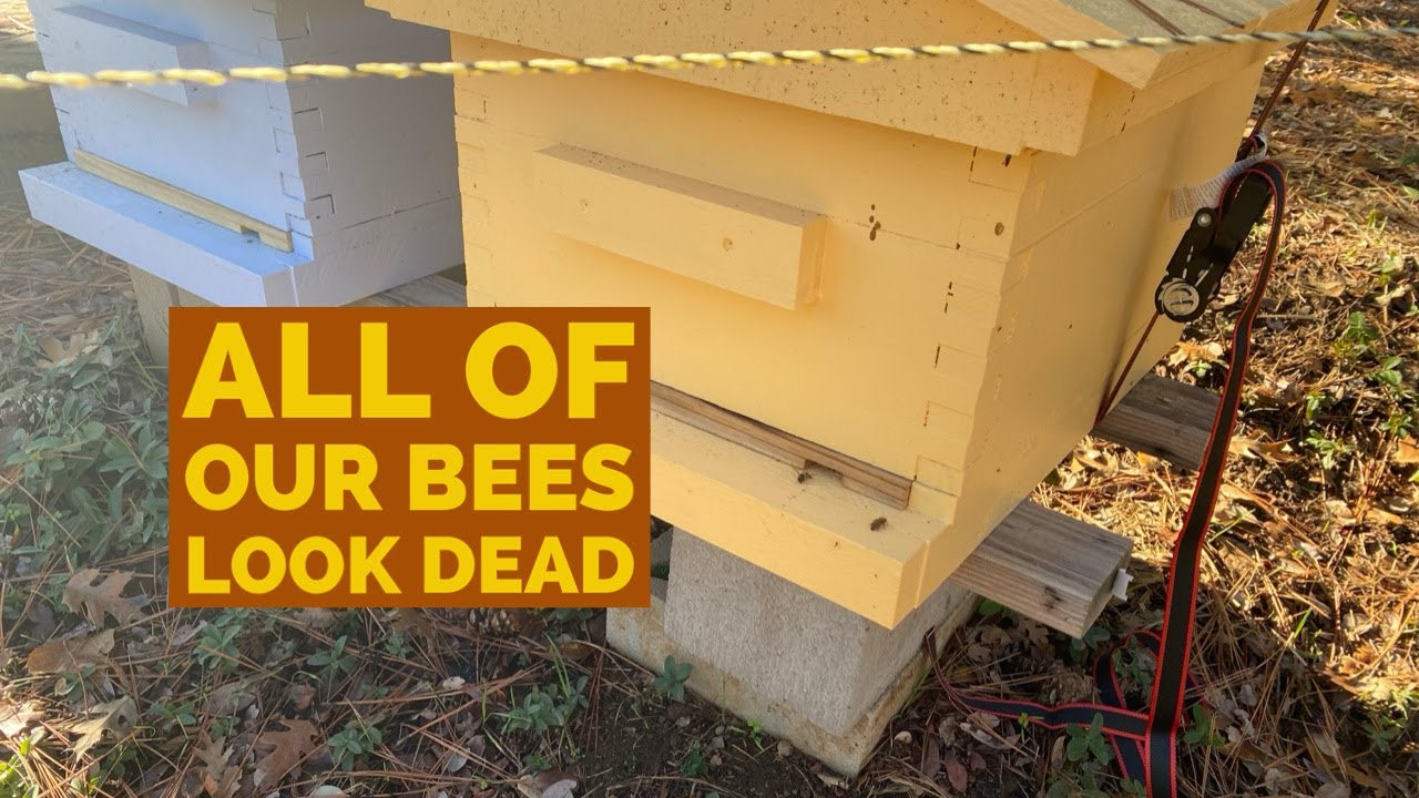 Orange hive in Danger?!? - YouTube