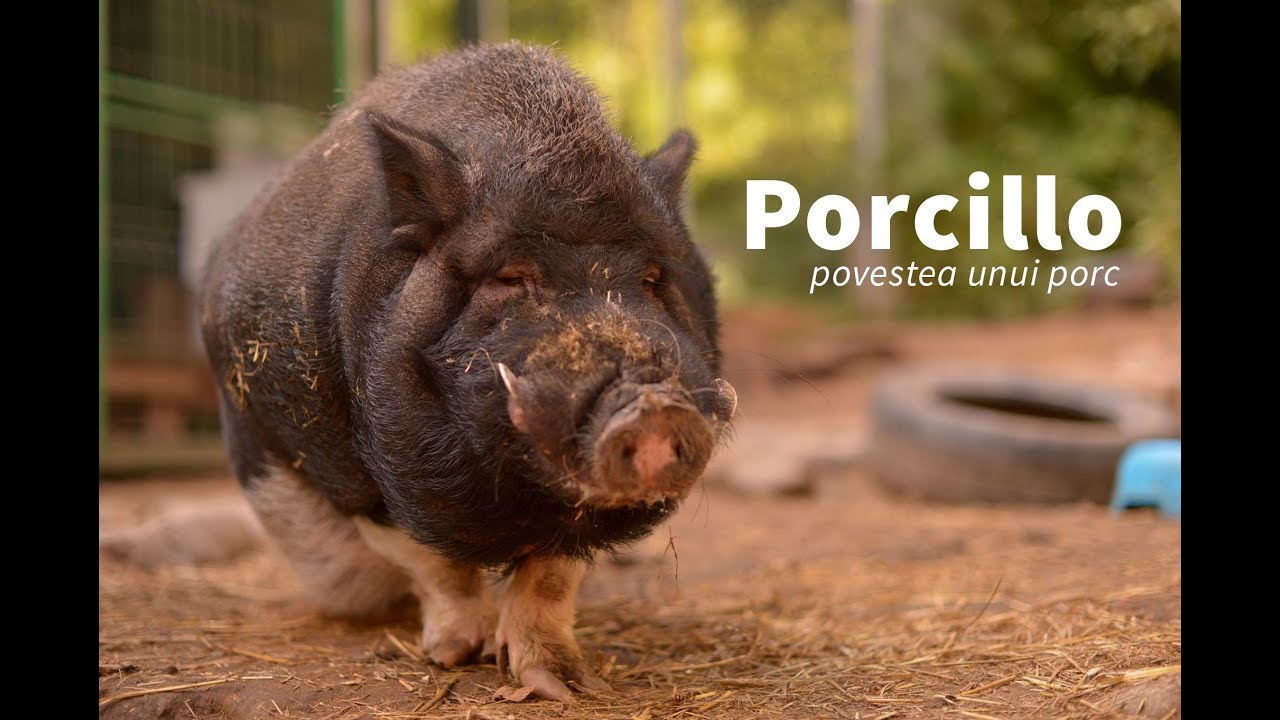Porcillo - povestea unui porc - YouTube