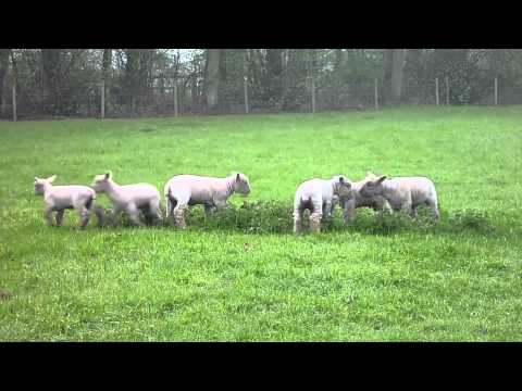 Lambs playing - YouTube
