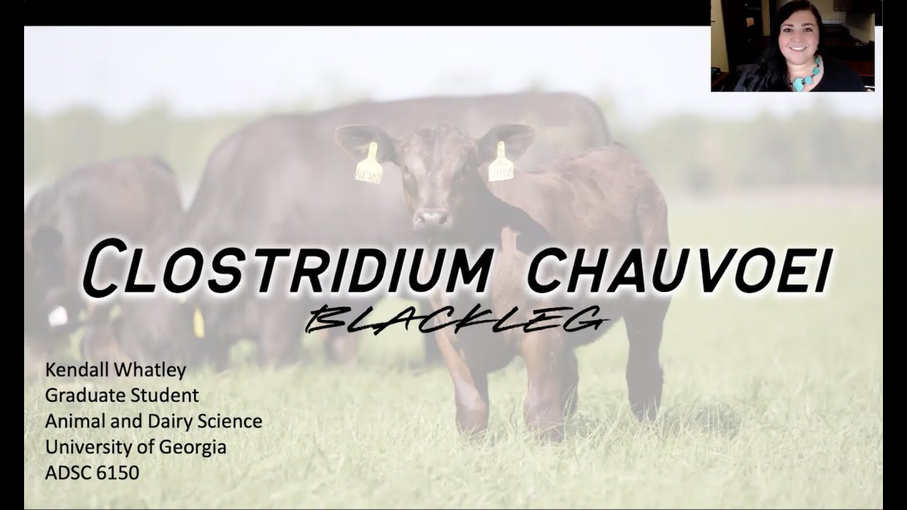 Clostridium chauveoi (Blackleg): An Overview - YouTube