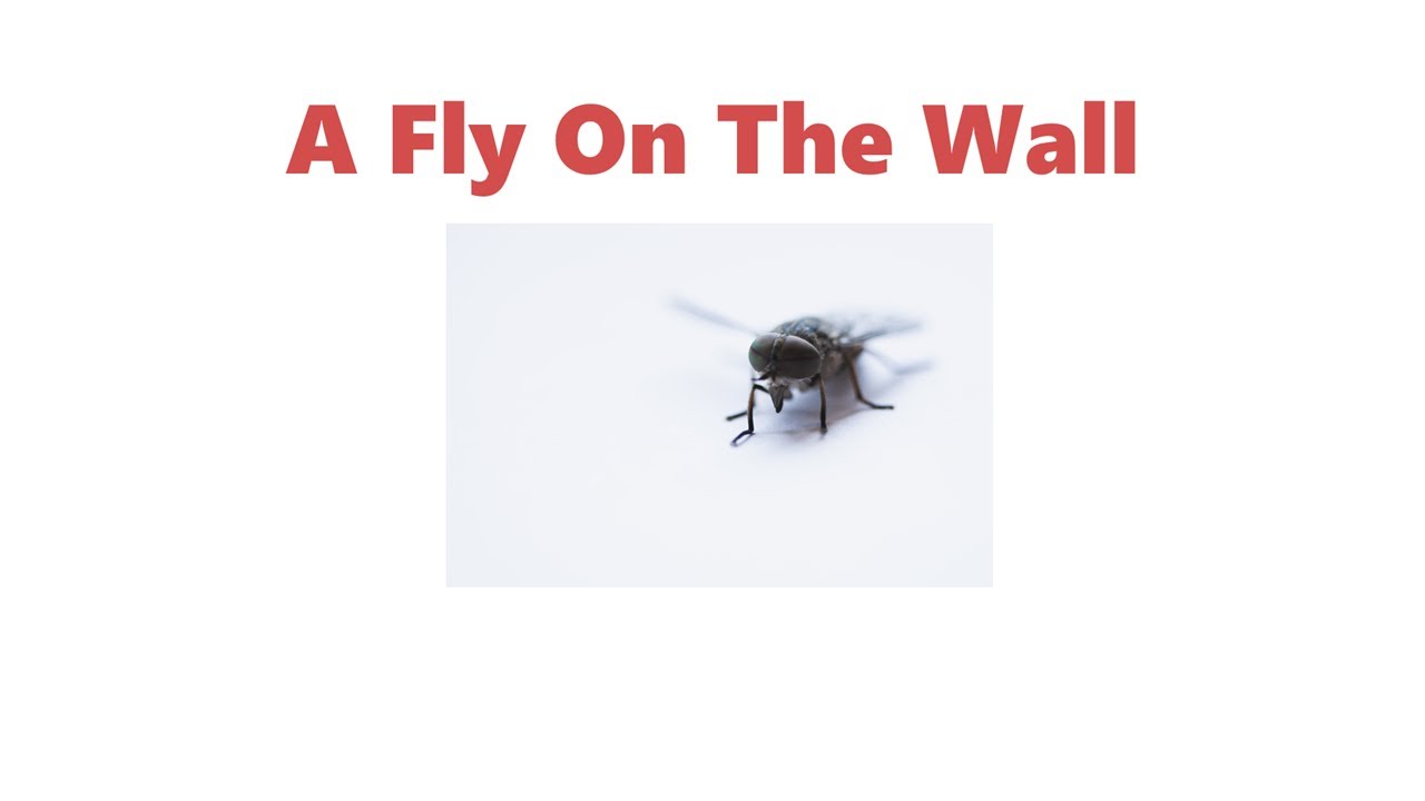 A Fly On The Wall | Daily Dose of Idioms - YouTube