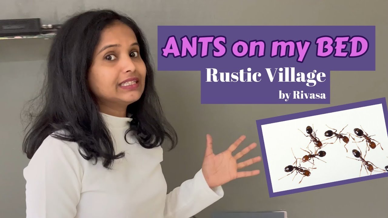 ANTS on BED-Rustic Village- GOA- MALVAN- | Day 3 | गोवा-मालवण ...