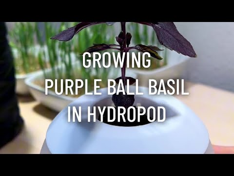 Purple Ball Basil from Seed + Hydropod Review - YouTube