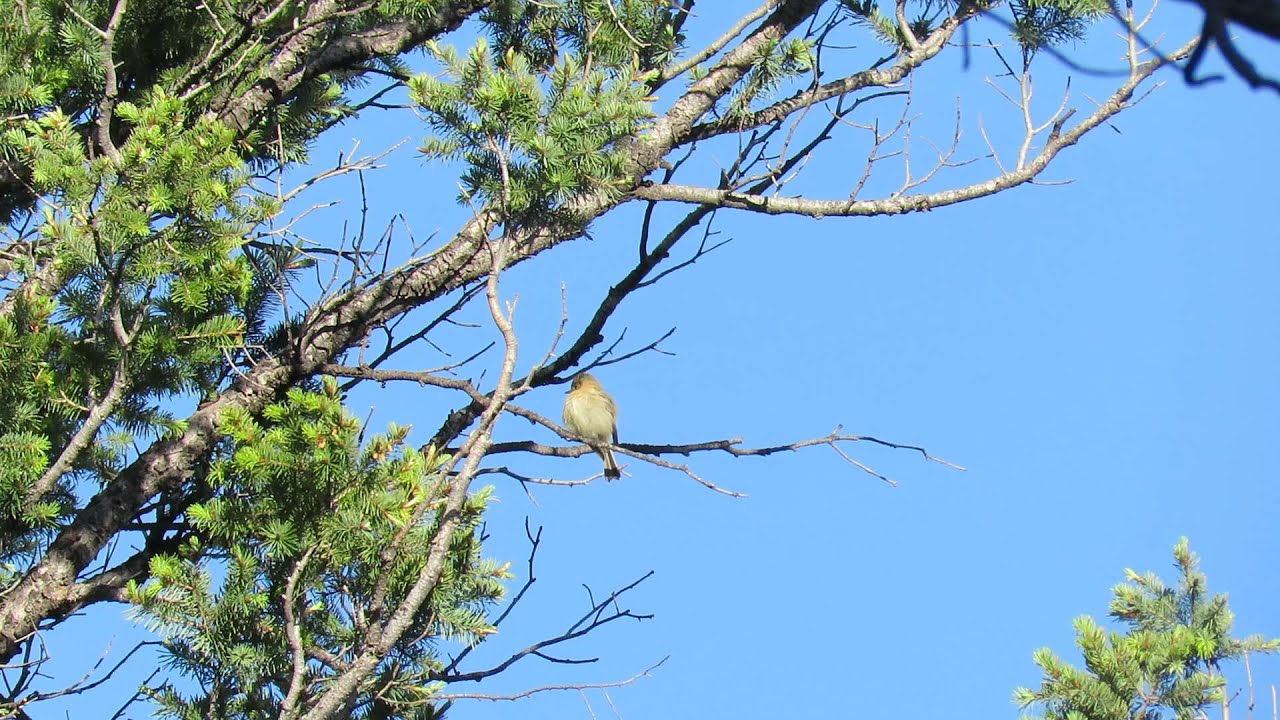Buff-breasted Flycatcher (Carr Canyon) [1/2] - YouTube