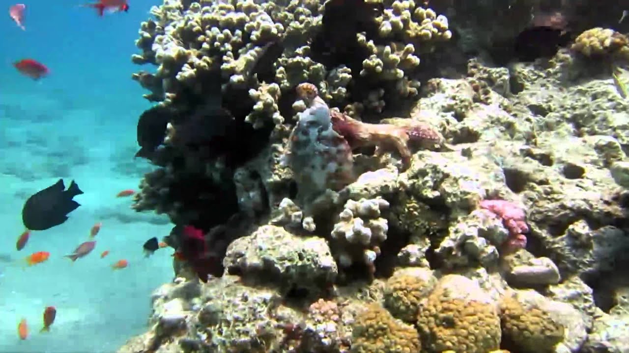 Canon S100 Underwwater - Octopus at the Red Sea - YouTube