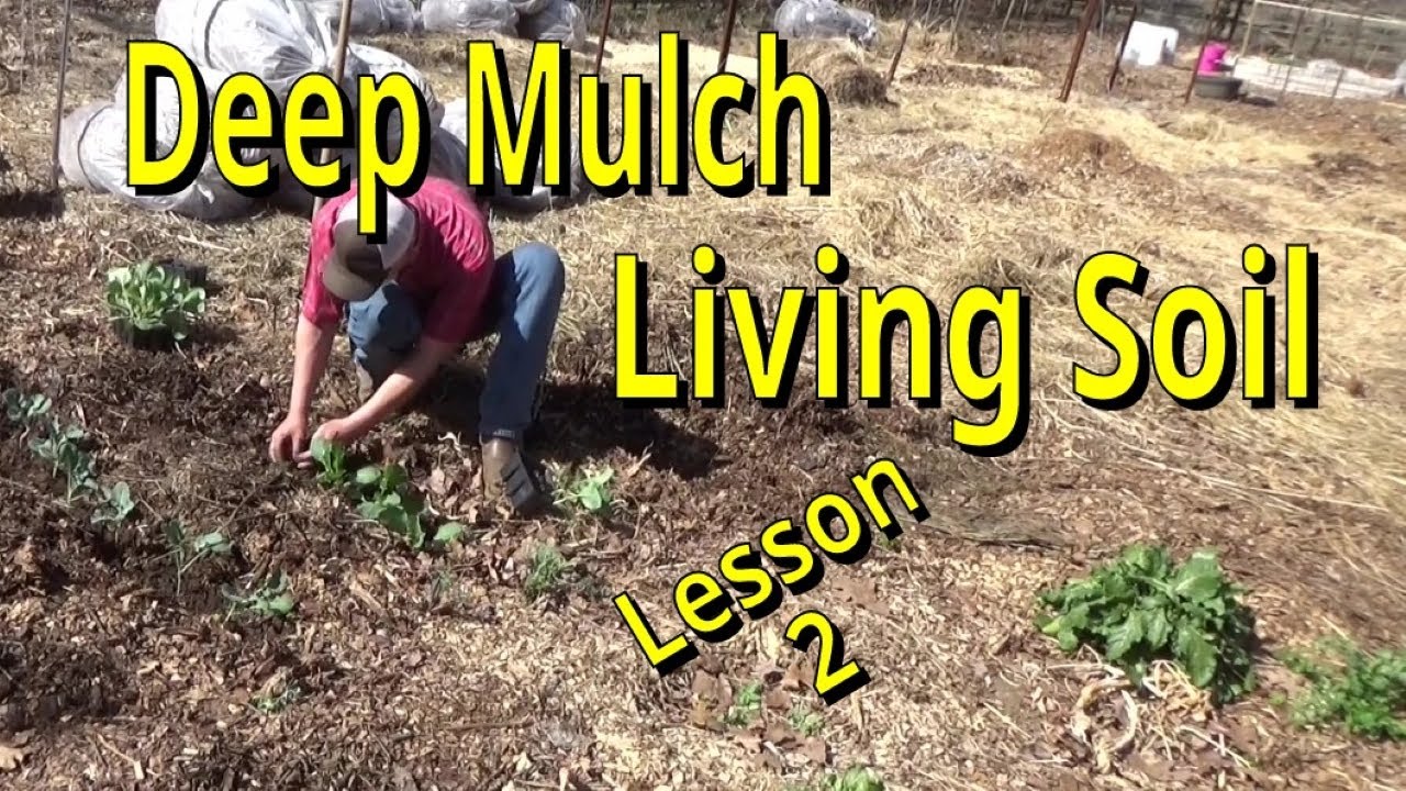 Deep Mulch Gardening, Lesson 2, Life In The Soil 3-3-2024 - YouTube