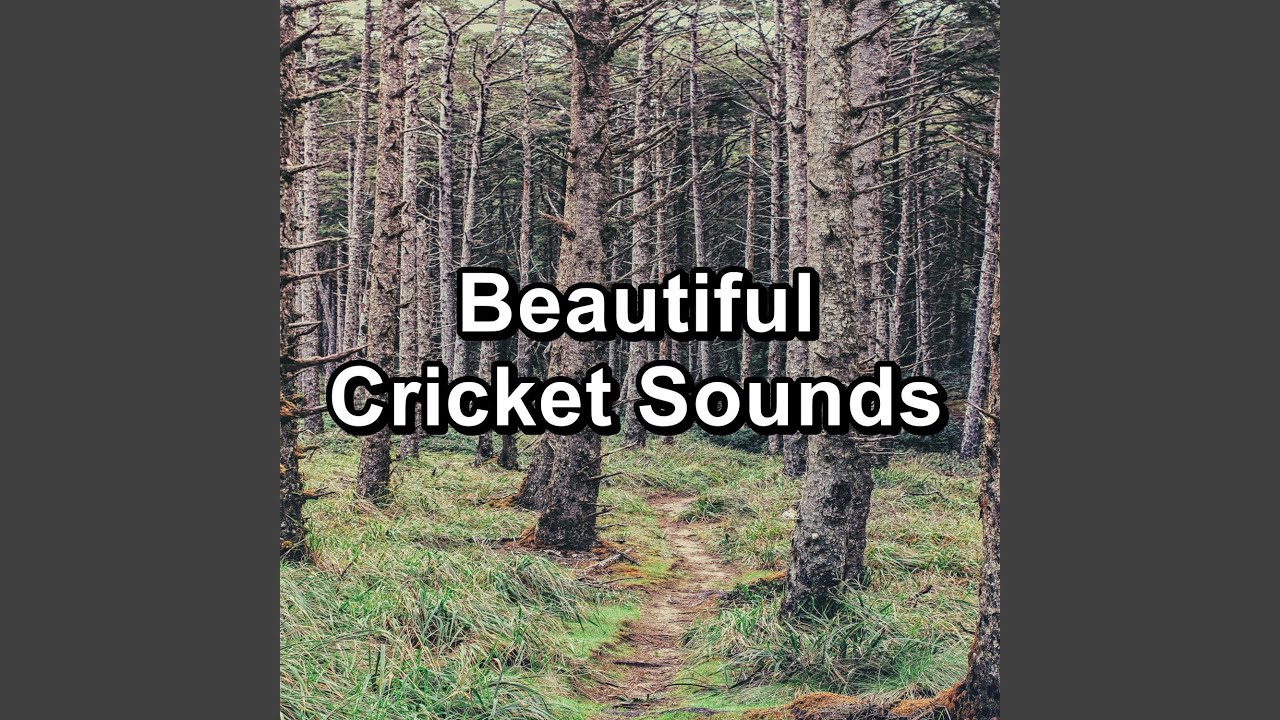 Forest Cricket Sounds - YouTube