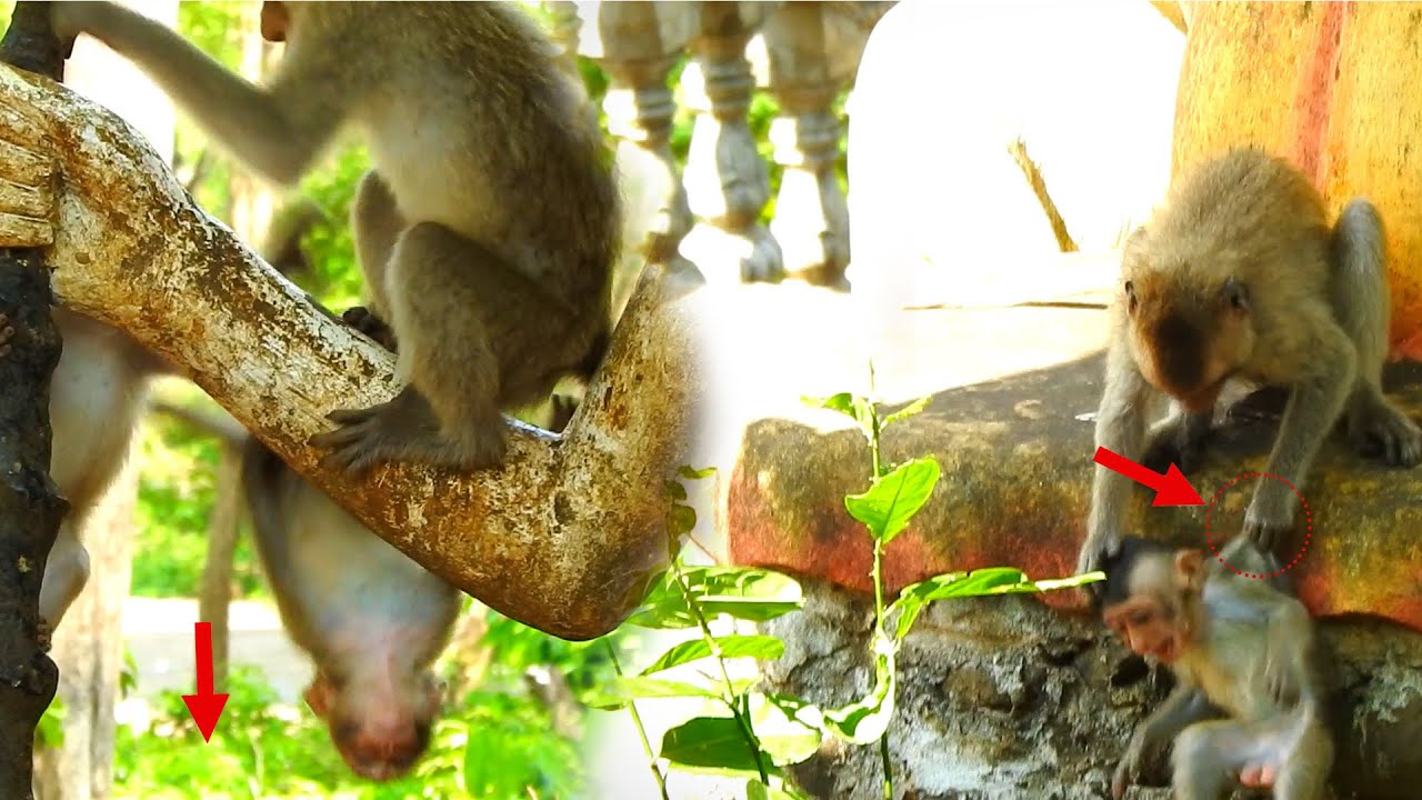 LILY monkey friend is very c/ar.ef.ul to f/al.l, but s/til.l n/eg.lec ...