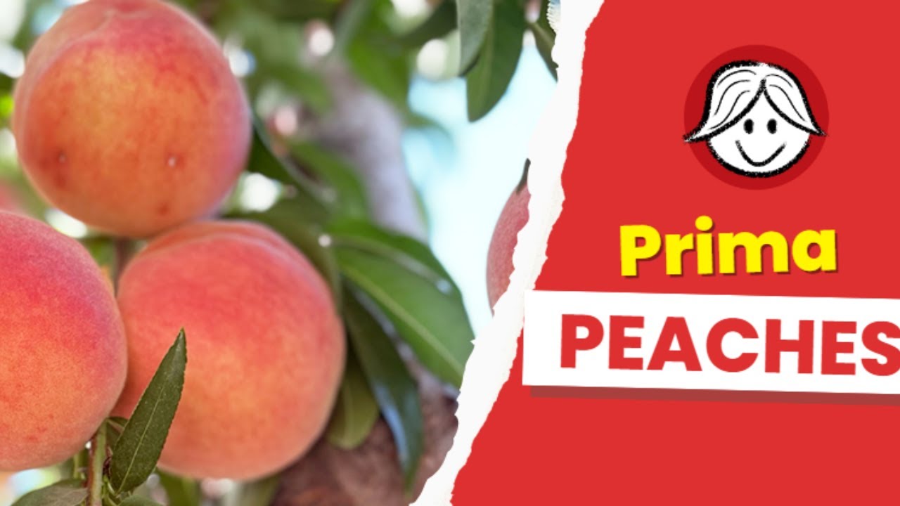 Healthy Snacks & Food Hacks: Prima Peaches Are Good To Eat, Steps To ...