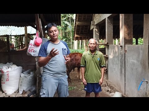 pengobatan fraktur/retak pada tulang sapi dan pengobatan virus BEF ...