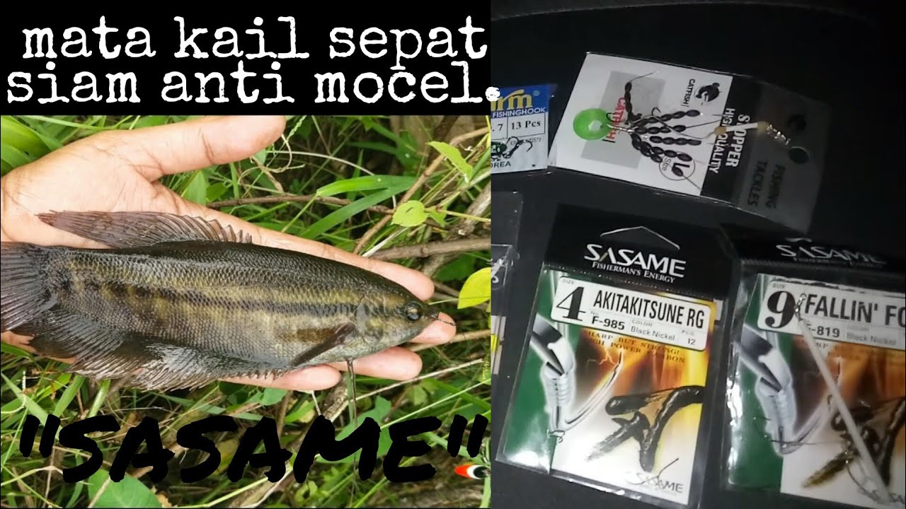 Tips"cara memilih mata kail/mata pancing yang bagus untuk,mancing sepat ...
