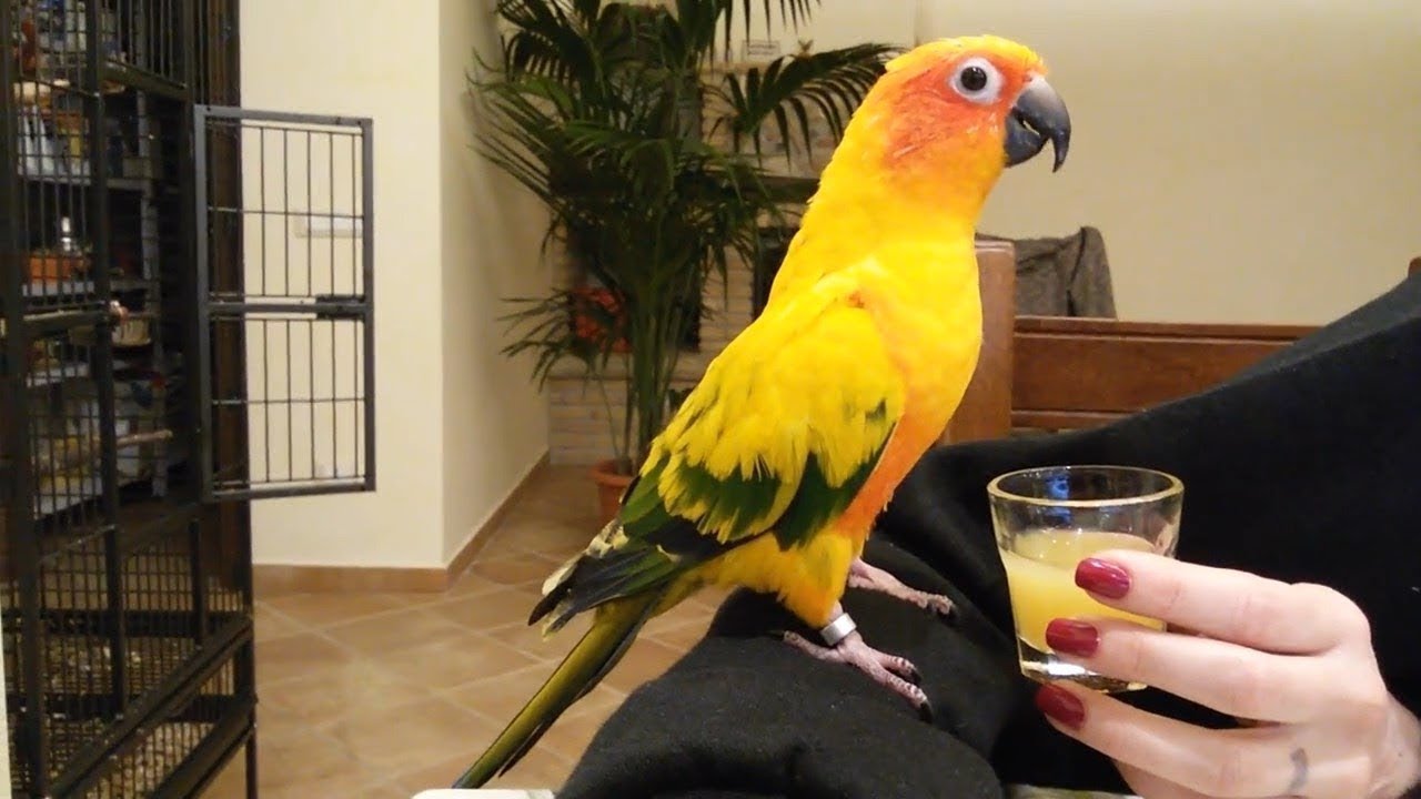 PERROQUET QUI PARLE | CHANTE| DANSE | COMPILATION INSOLITE 12 !!! - YouTube