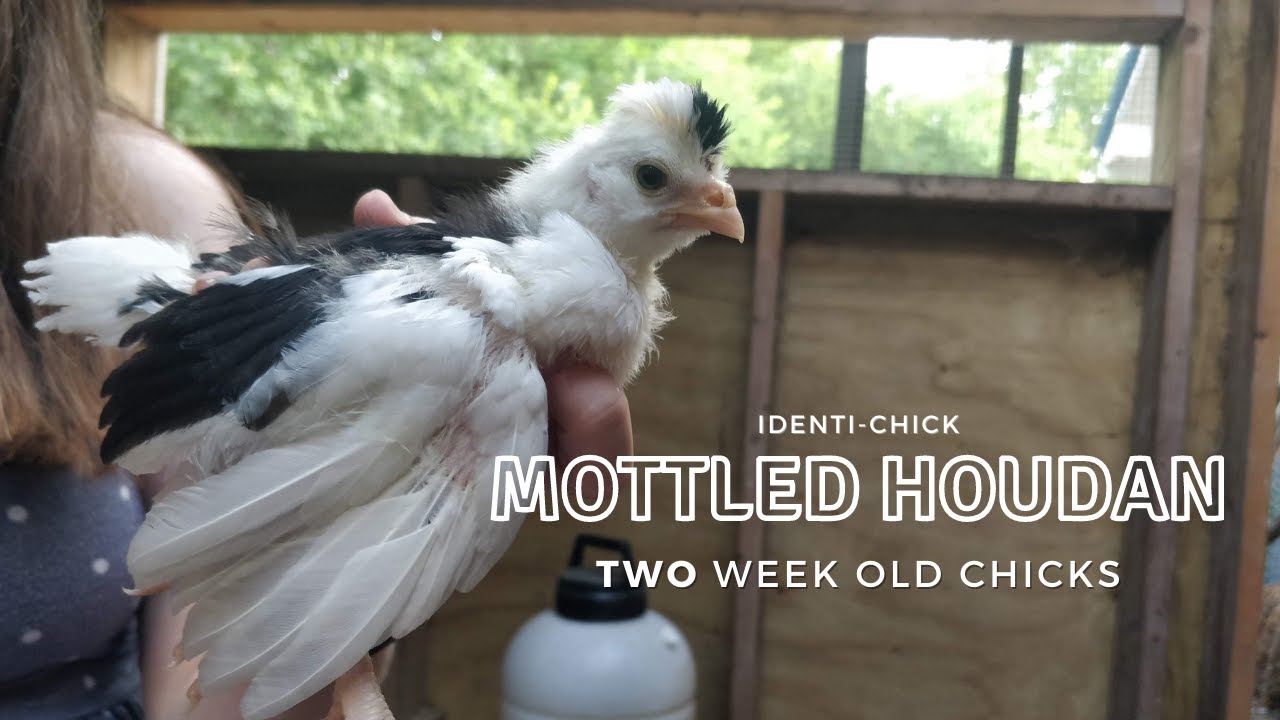 Mottled Houdan: 2-Week-Old Chicks - YouTube