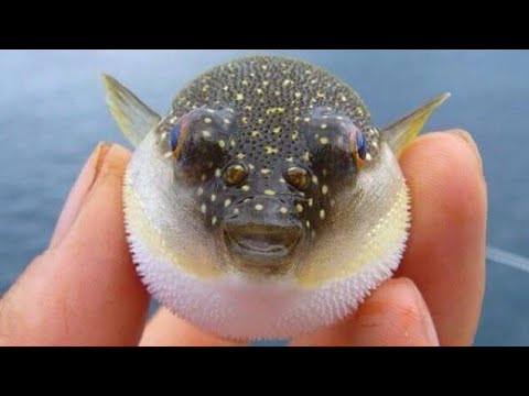 Puffer Fish Catching Live Video| product by Puffer Fish - YouTube