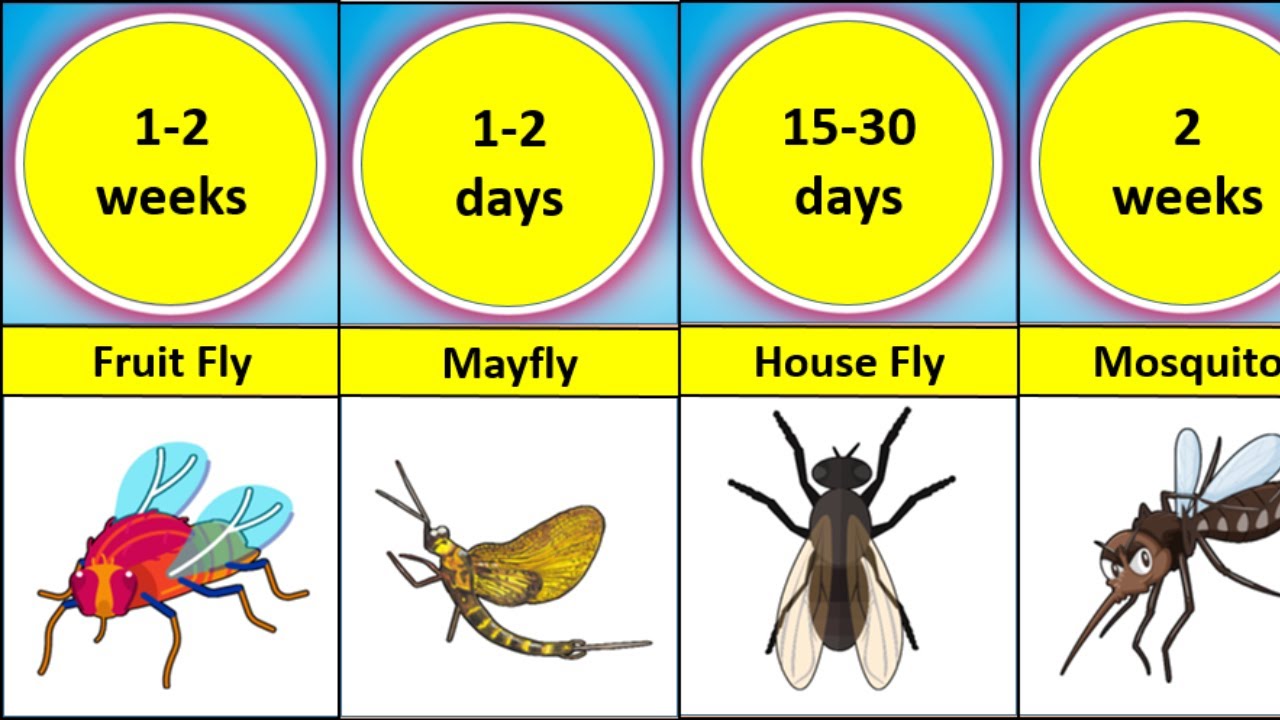 Longest And Shortest Lifespans Of Animals | Lifespan Comparison - YouTube