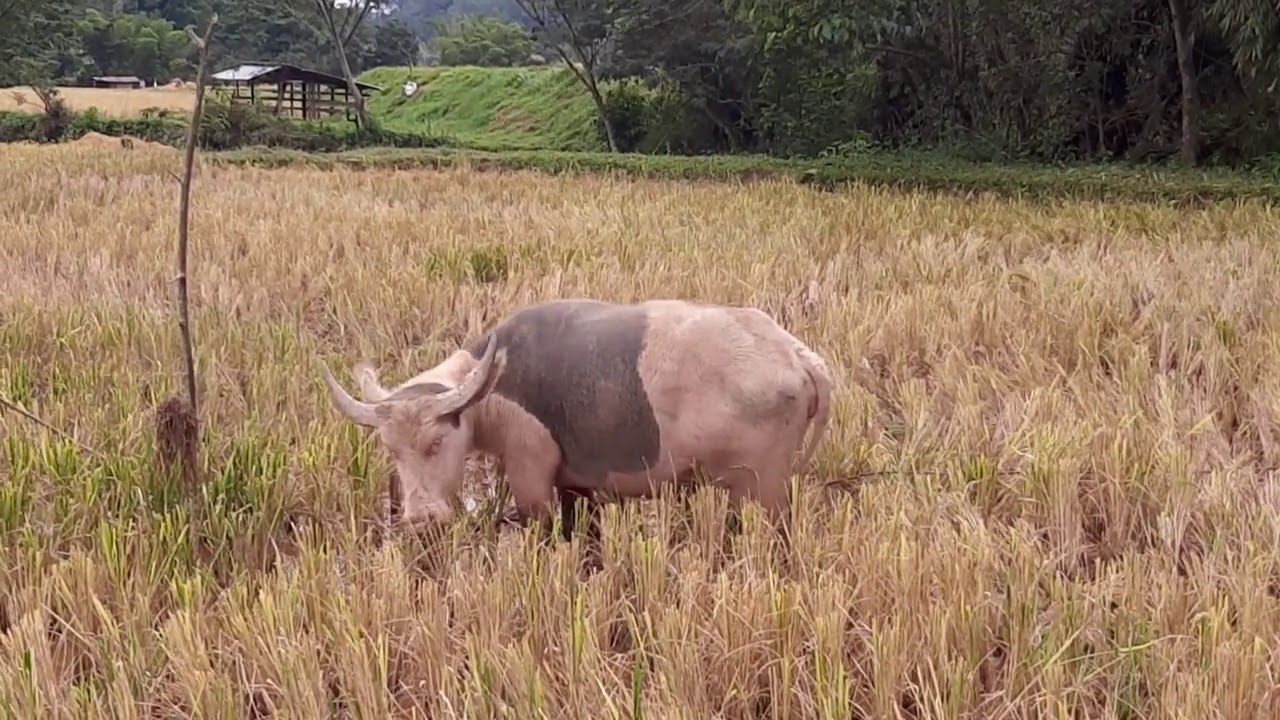 Most Expensive Buffalo in the World - YouTube