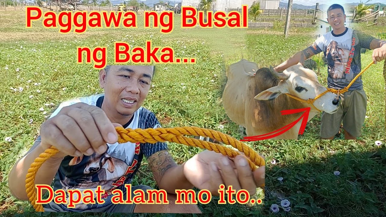 EP:53 Paggawa ng Busal ng Alagang Baka#buhayprobinsya #buhaybukid #wild ...