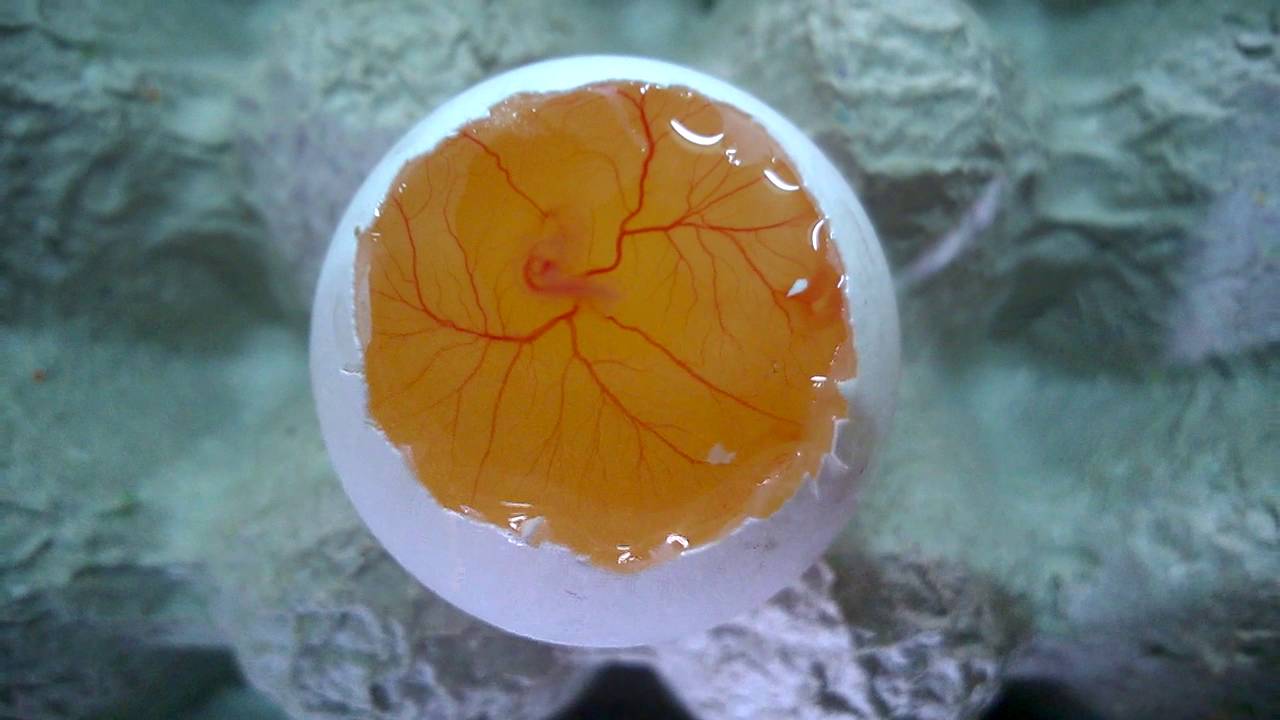 live heart beats of chick embryo (after 96 hrs incubation) - YouTube