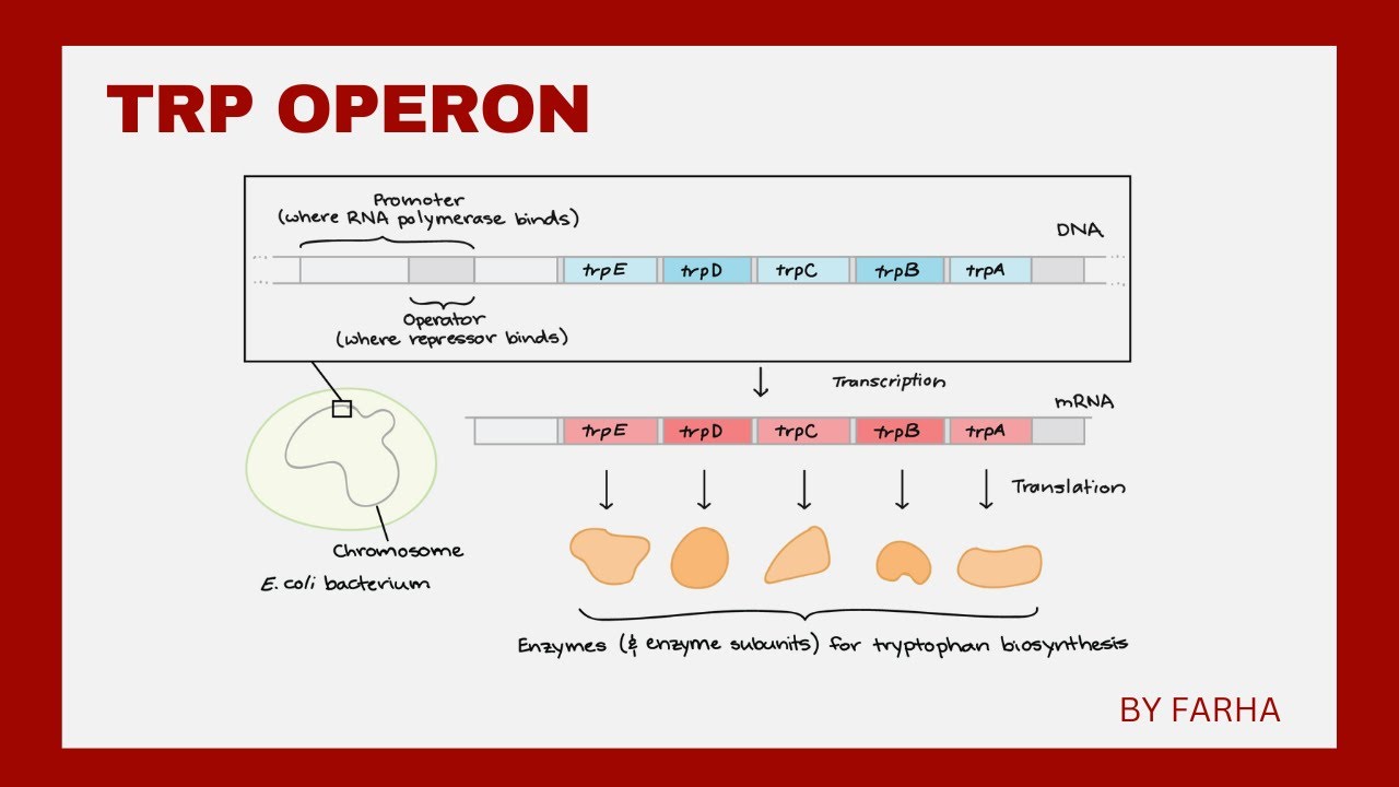 TRP Operon | Tryptophan Operon Regulation Explained | Farha Shaheen | PUACP - YouTube