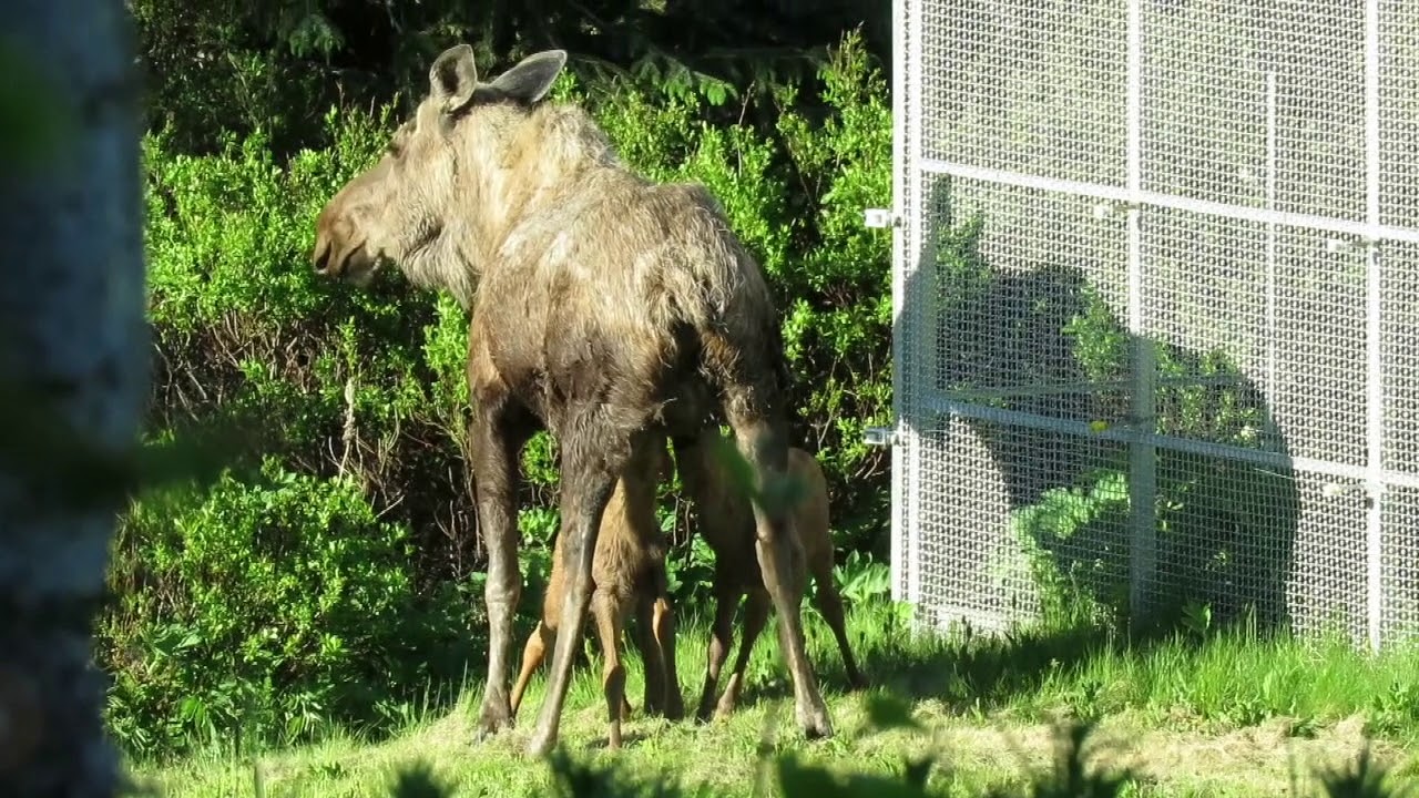 Nursing Moose! - YouTube