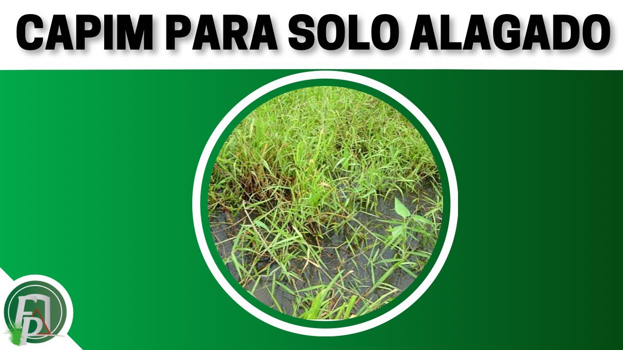 CAPINS PARA SOLOS ALAGADOS - YouTube
