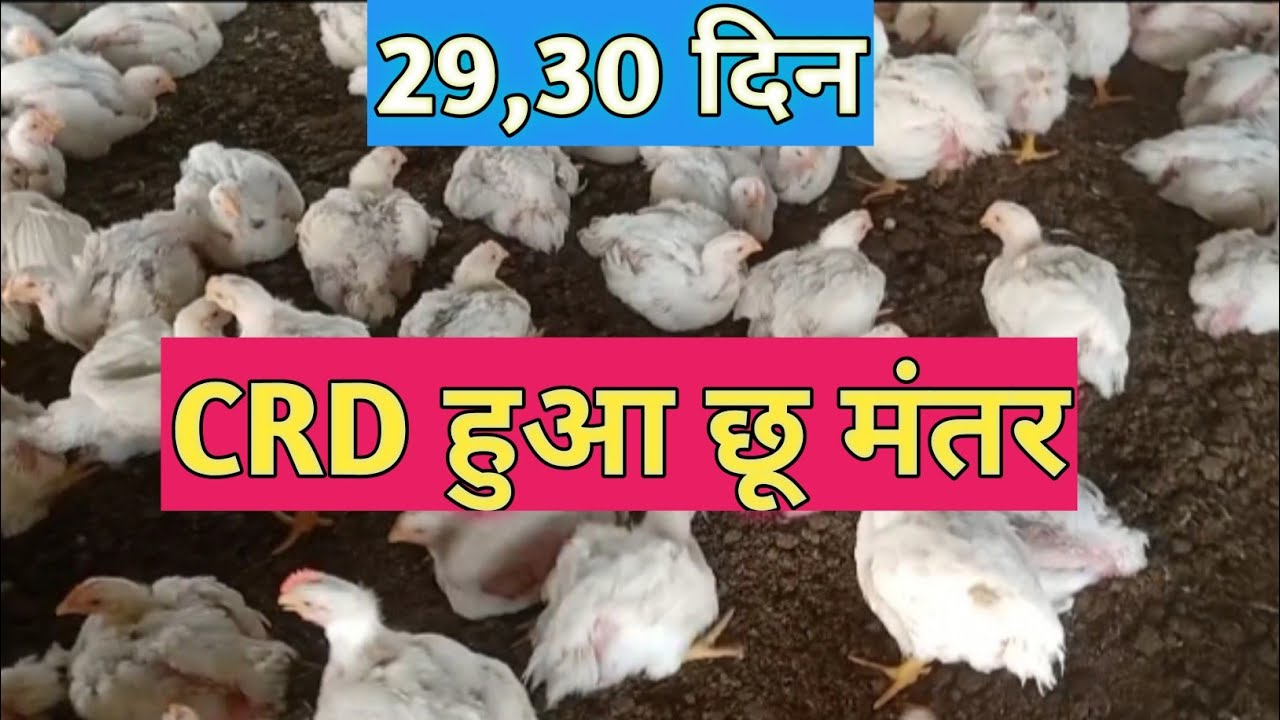 मुर्ग़ी पालन का 29,30 दिन | CRD हुआ छू मंतर | Day-29,30 Broiler Poultry ...