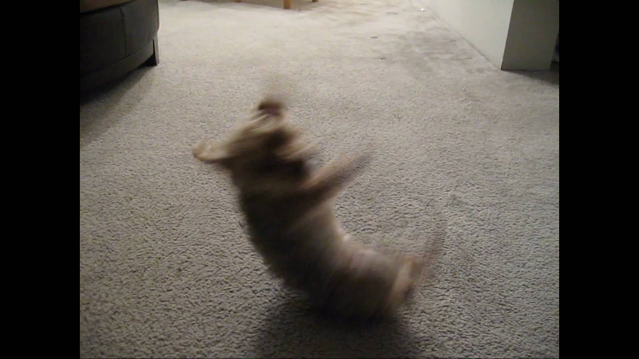 Puppy dance, HD - YouTube