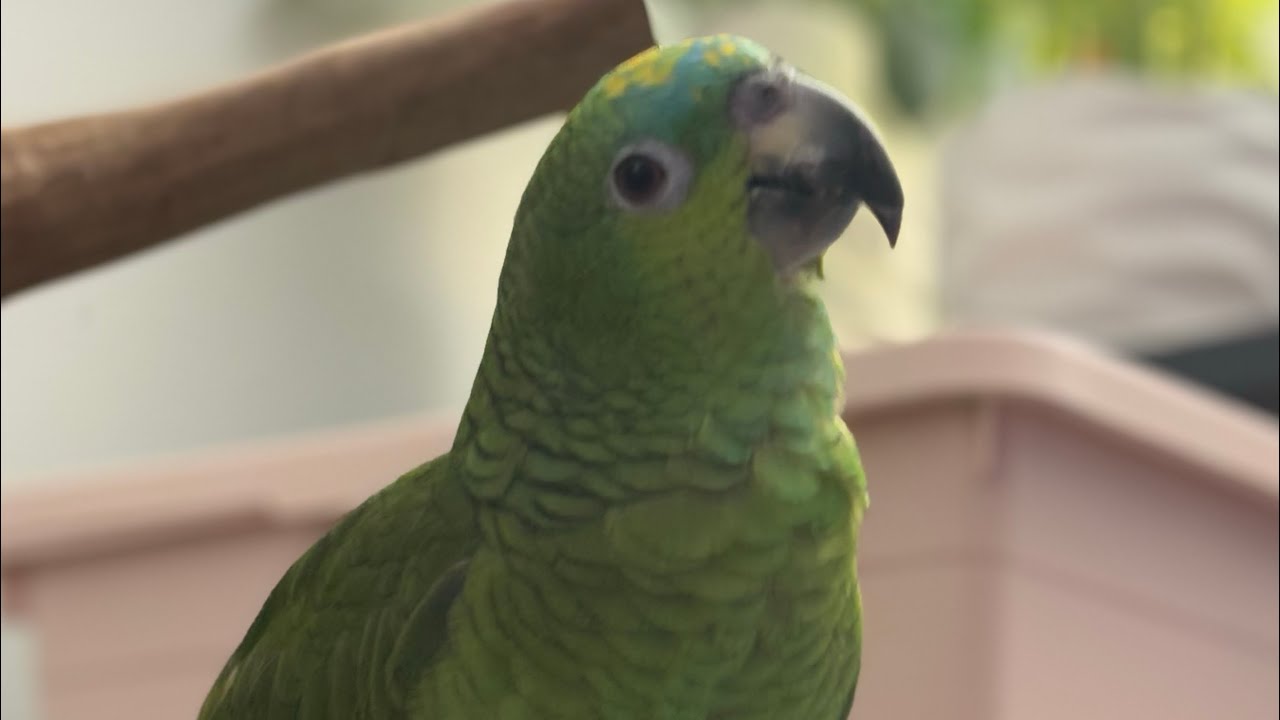 So funny 😆 Amazon parrot 🦜 rai - YouTube