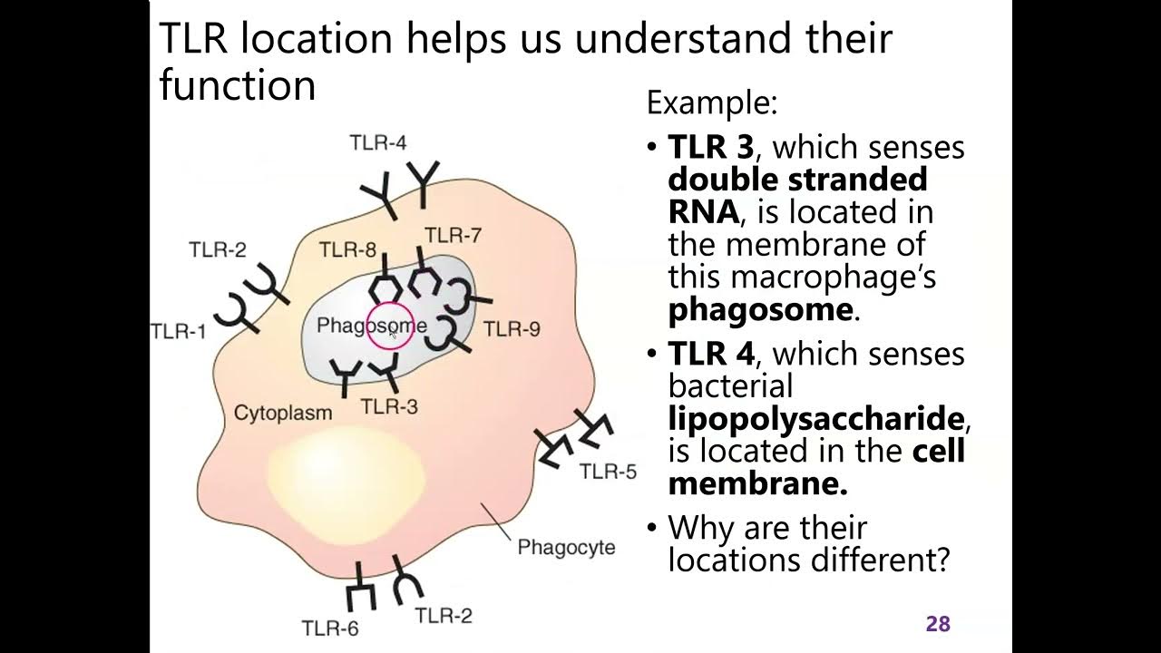 7 part 6: Pattern recognition and opsonization - YouTube