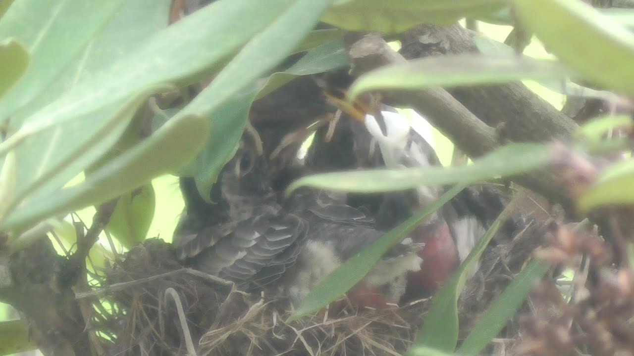 Robin Parent Removing Fecal Poop Sacs! - YouTube