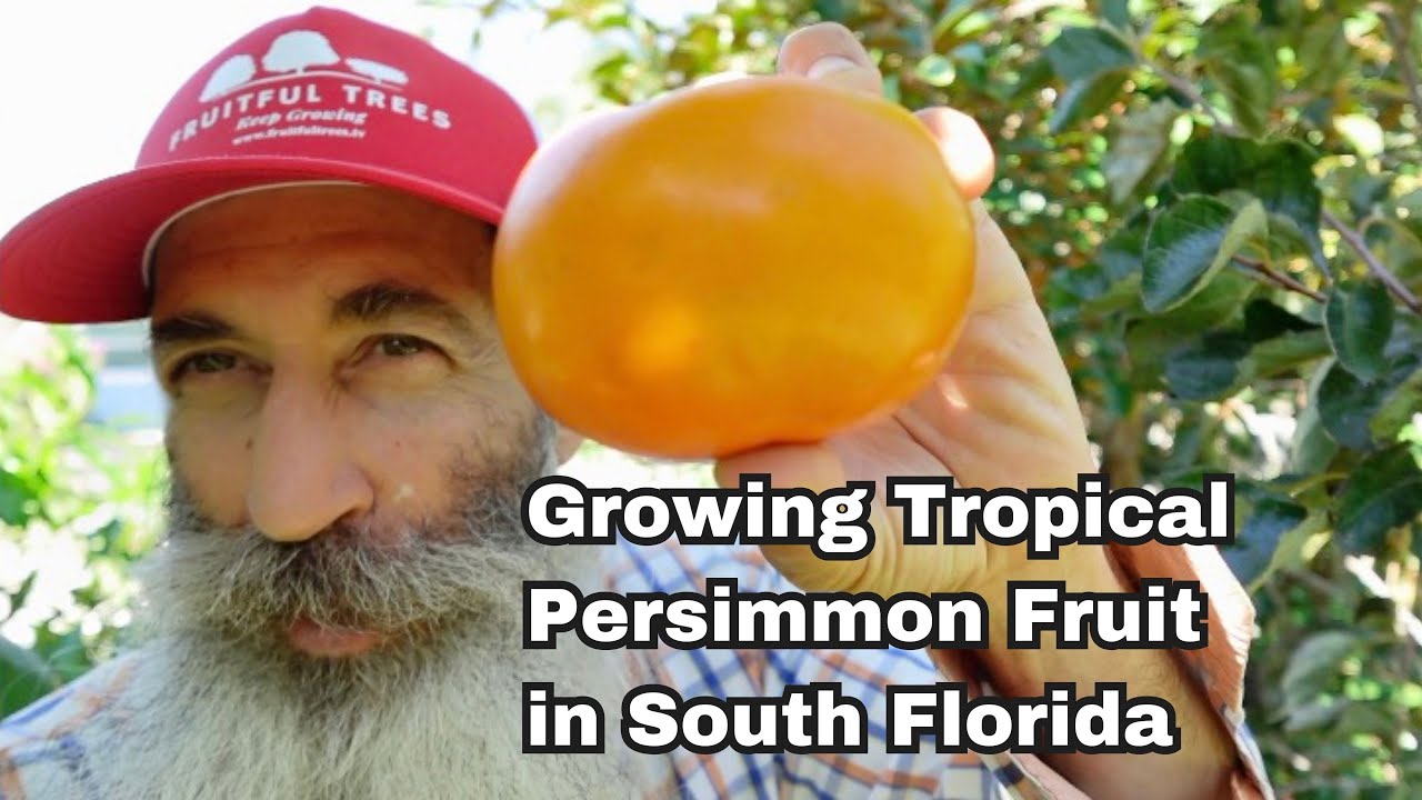 Growing Tropical Persimmons In South Florida - YouTube