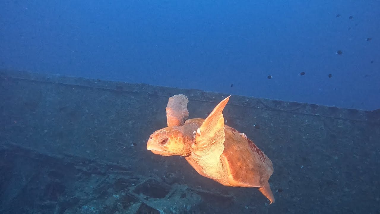 Turtle at The USS Emmons - YouTube