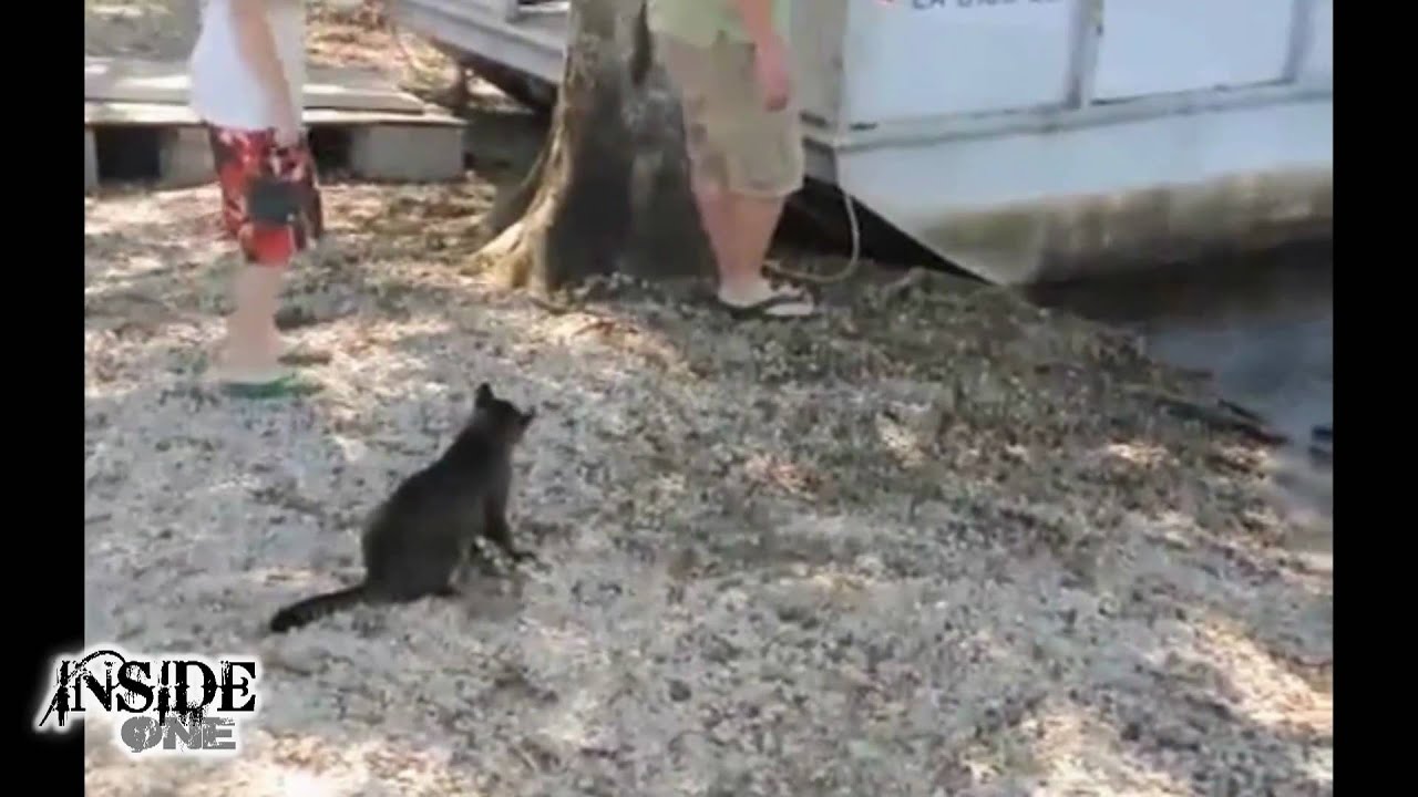 CAT Vs. GATOR - YouTube
