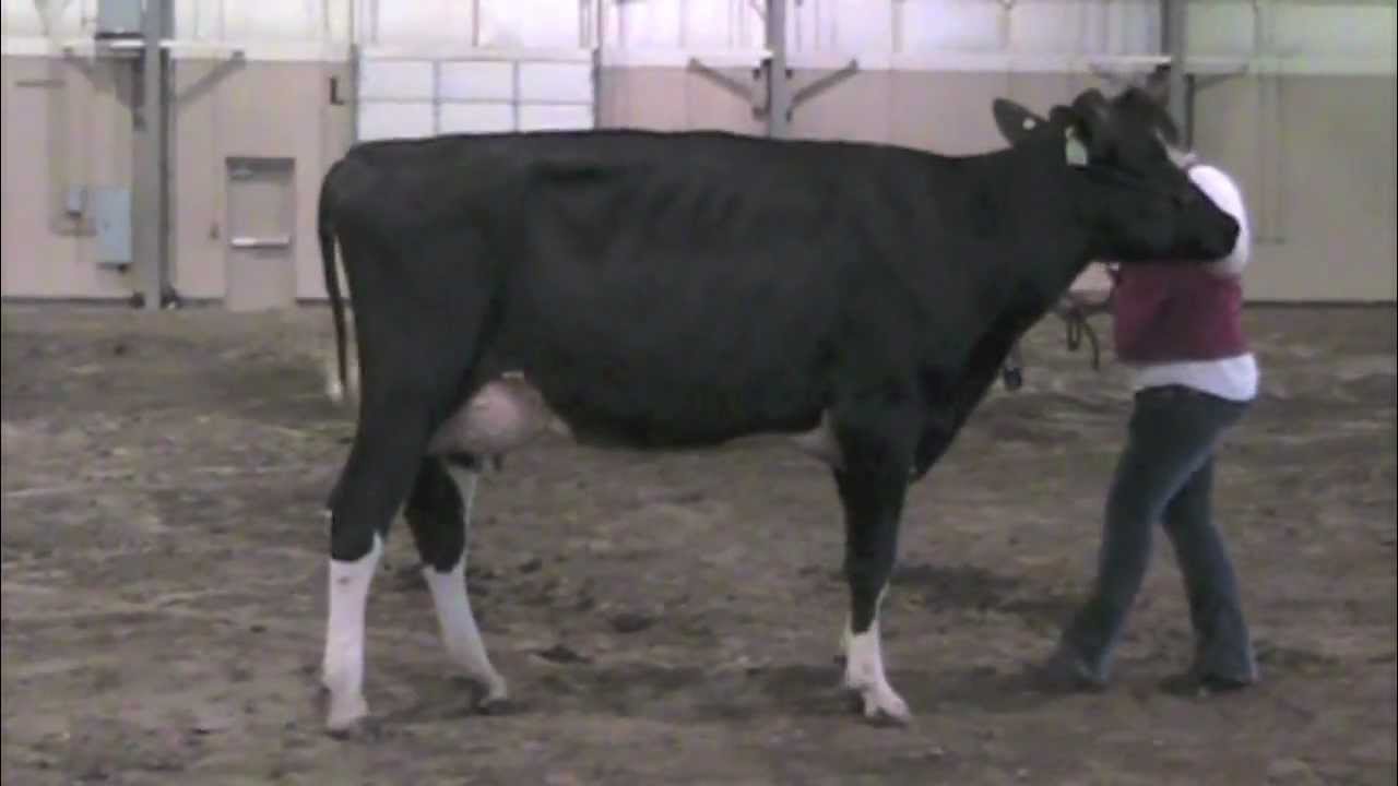 2012 Buckeye Classic - Holstein Lot 2 - YouTube