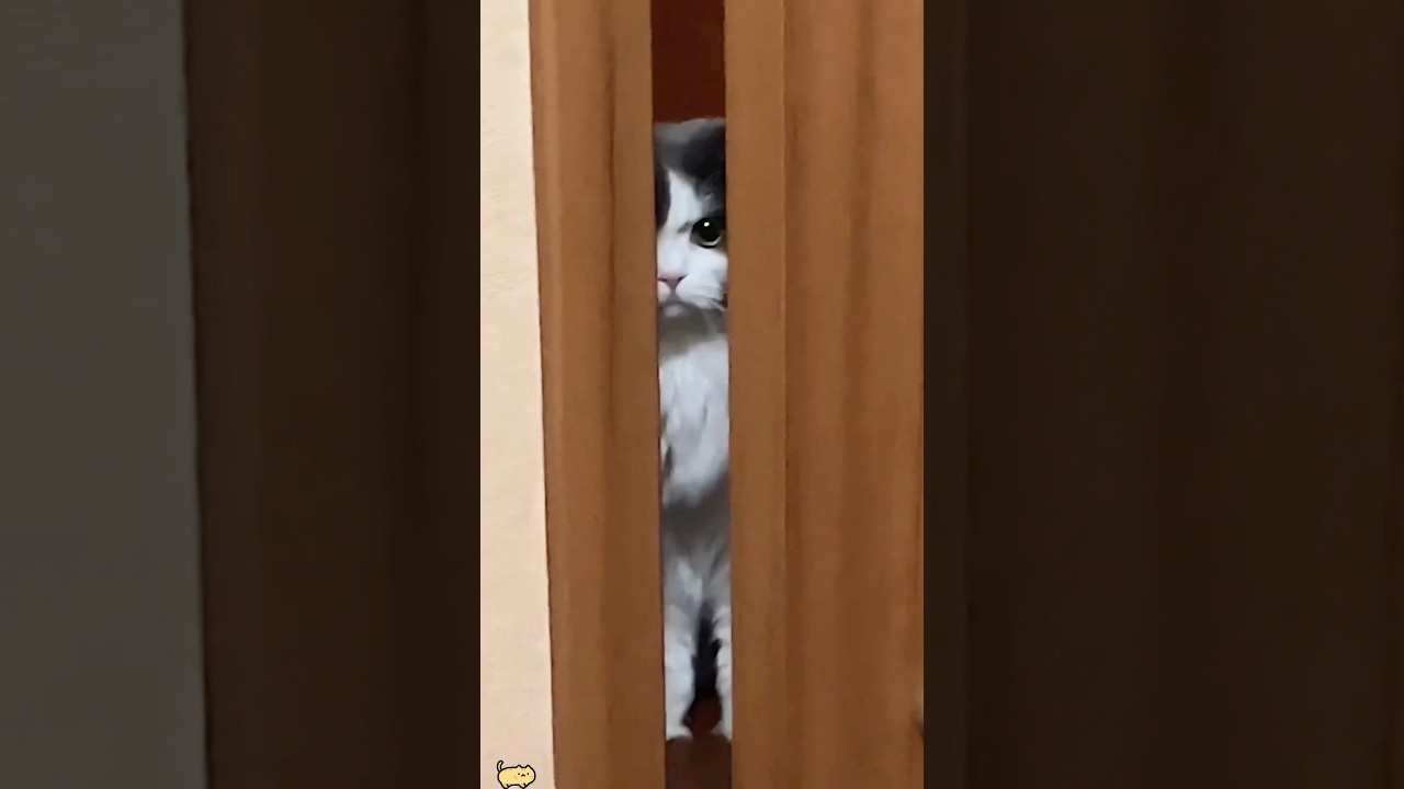 This cat is sneaking around#cat - YouTube