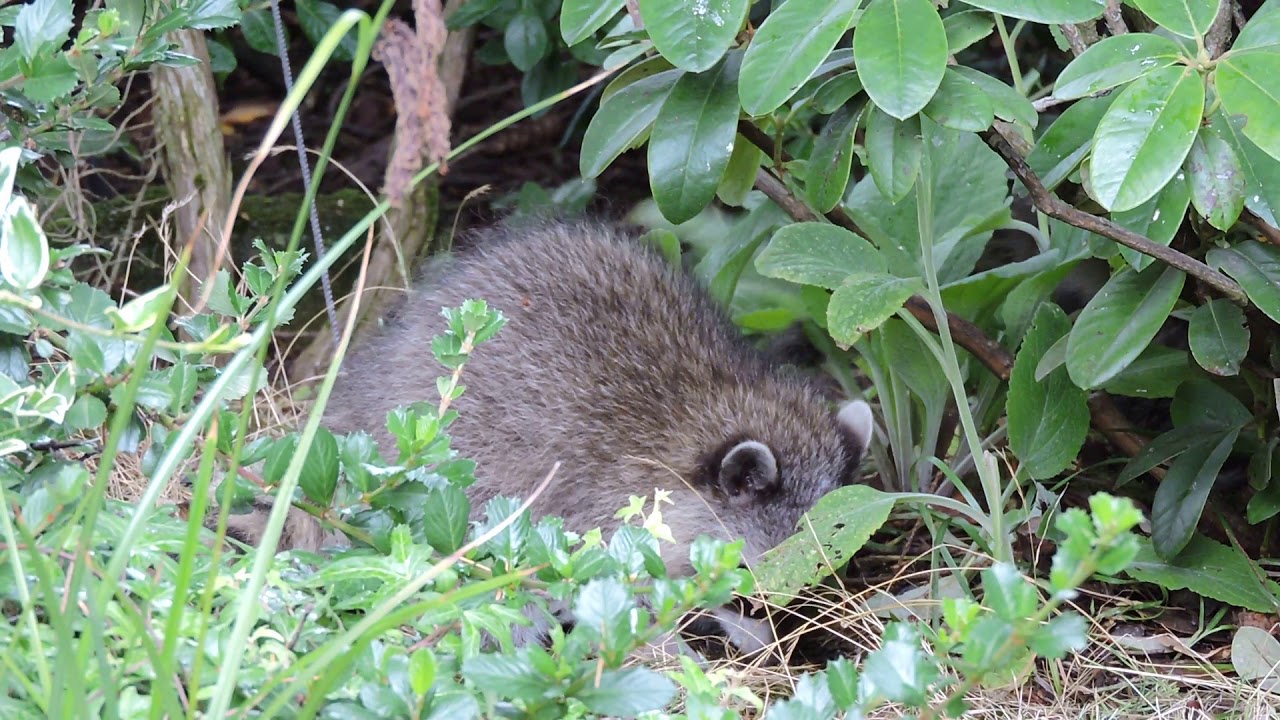 Raccoon mama teaches youngster how to forage for grubs - YouTube
