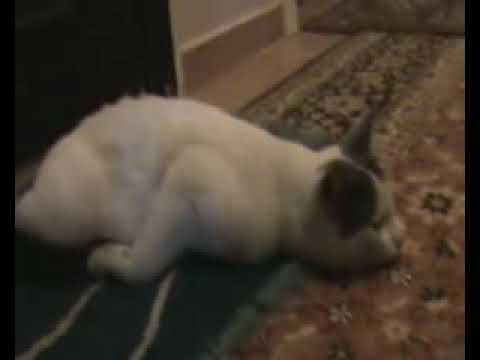 çarpılan kedi
