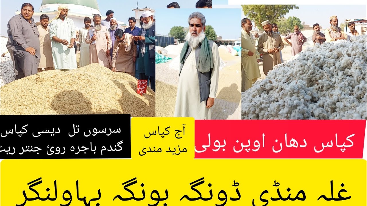 ghla mandi dunga bunga rate update18 november 2024 - YouTube