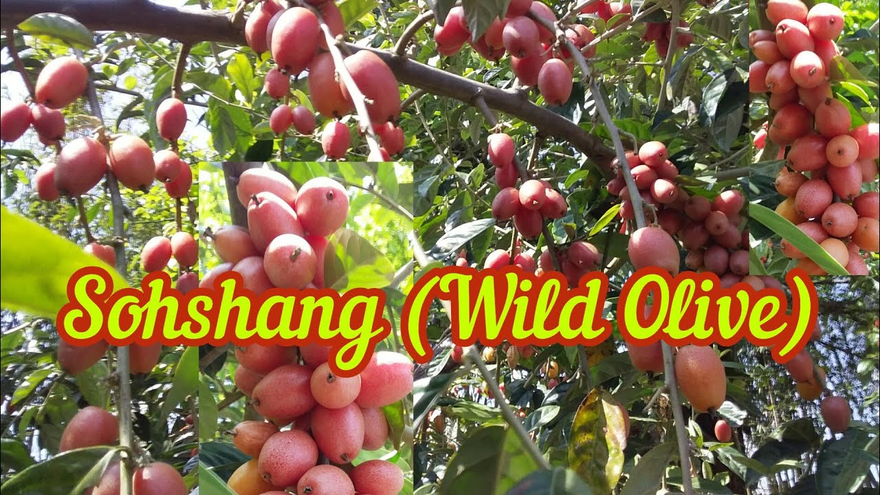 Sohshang (Wild Olive) // U Soh ba bang bad ba itynnad bha. - YouTube