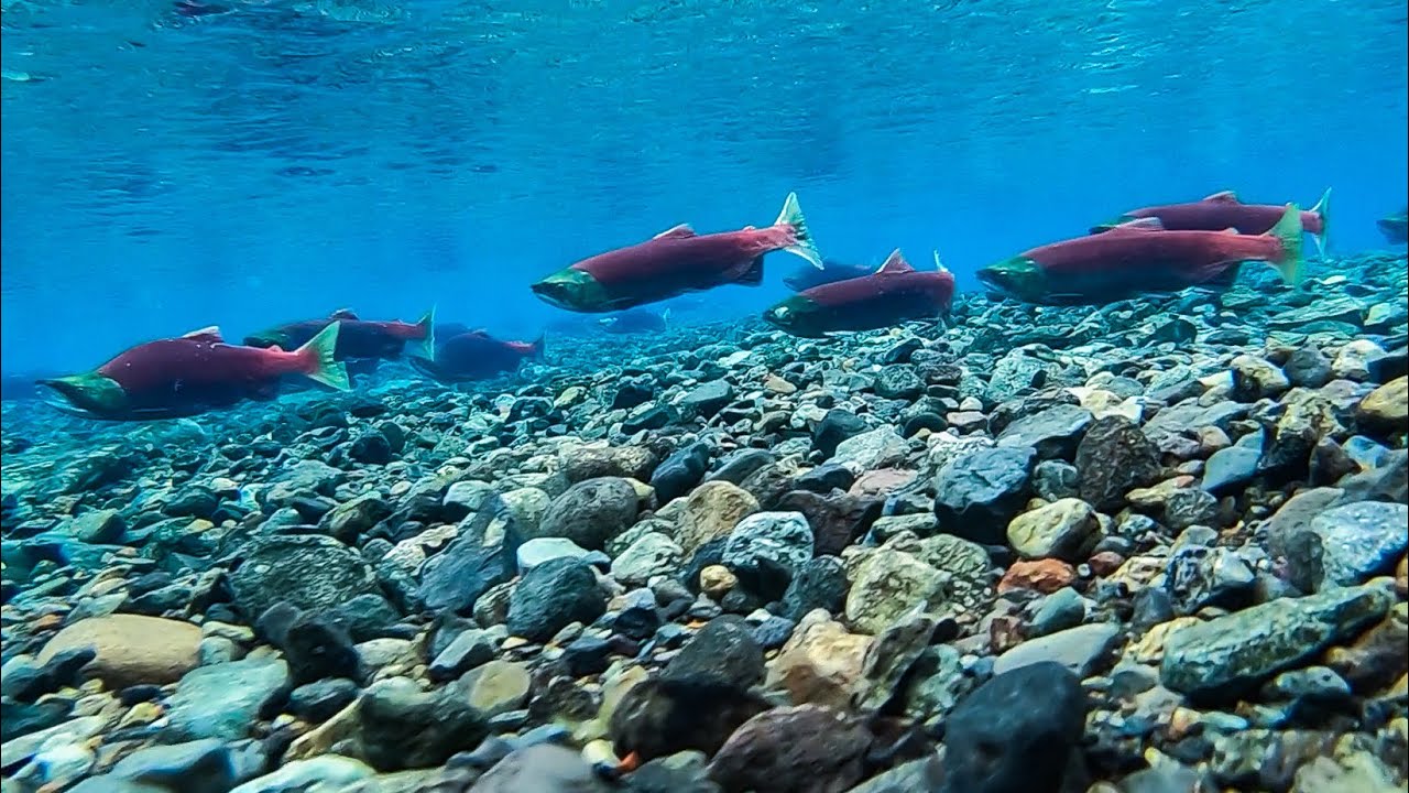 Hyper Clear Glacier Stream Filled With MILLIONS of BIG FISH - YouTube