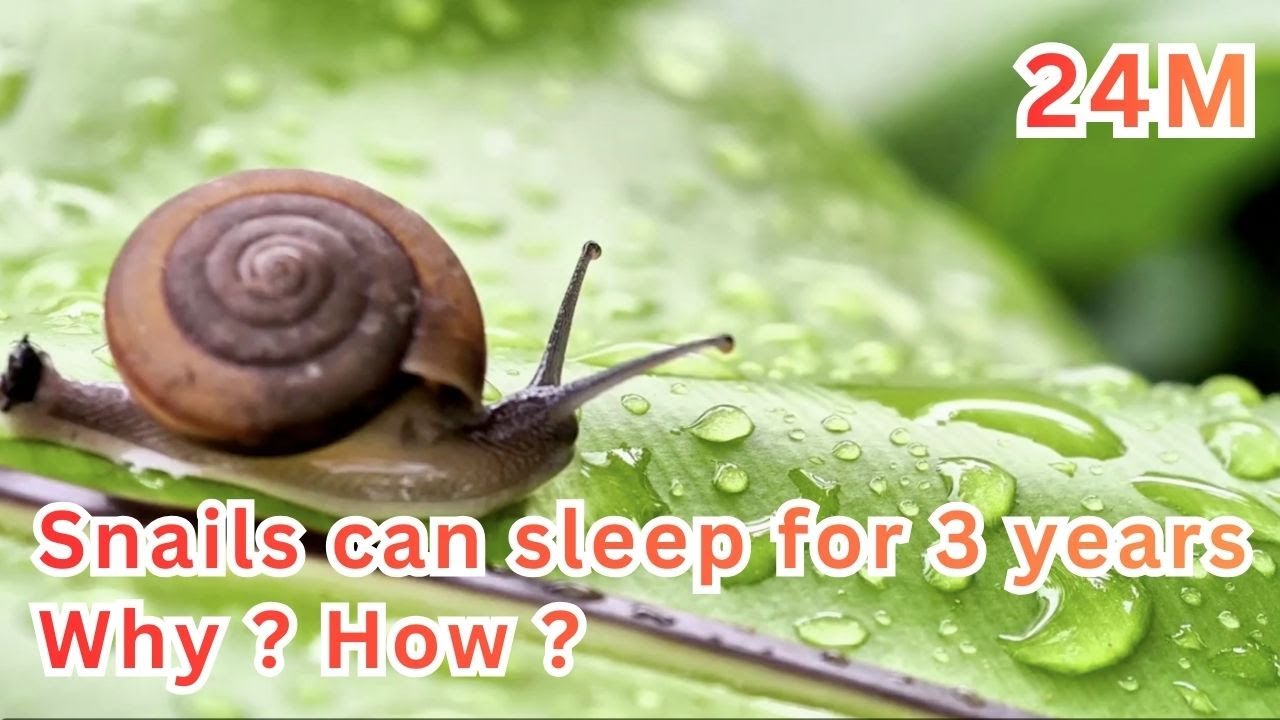 Snails Can Sleep for 3 Years! | Incredible Survival Fact About Snails ...