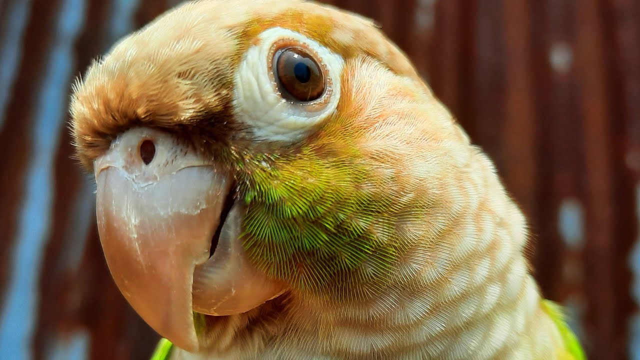 conure bird talking in the morning / My green cheek conure singing ...