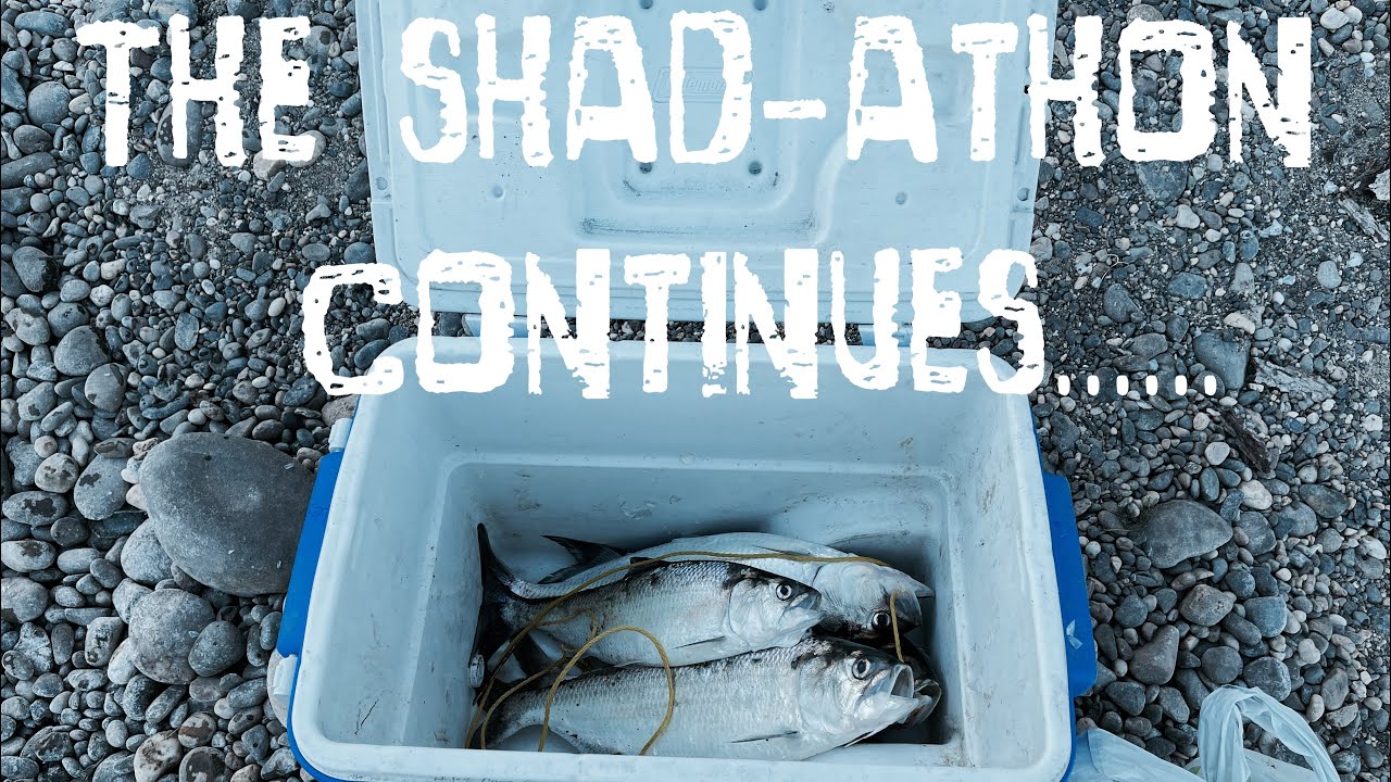 American River California Shad Fishing | The Striper Show - YouTube